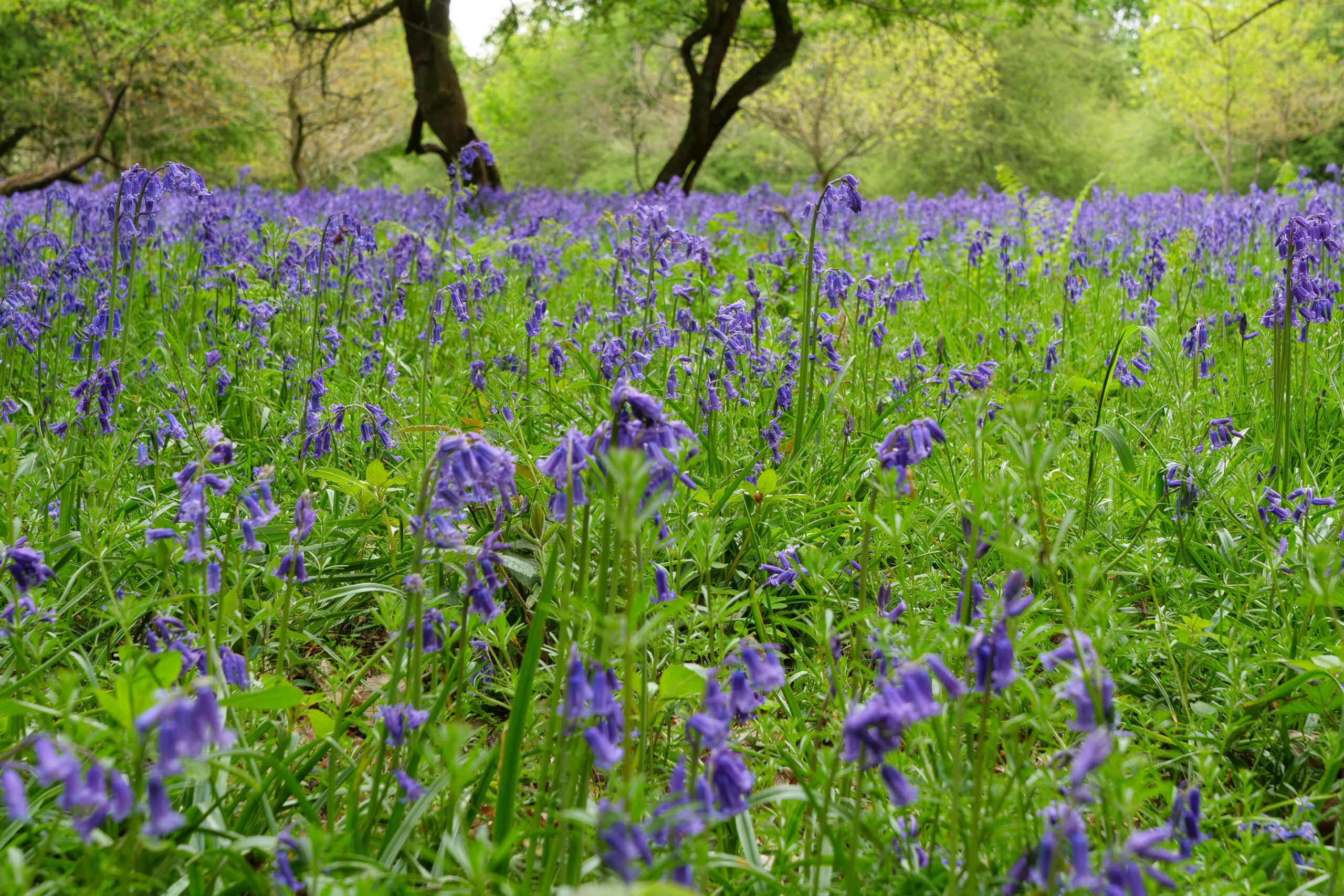 Paradise on Blue Bell Hill — Before the Fall